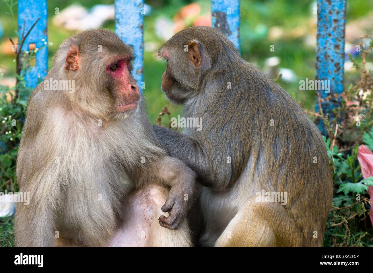 Macaque monkeys in Ayodhya, Uttar, Pradesh, India Stock Photo - Alamy