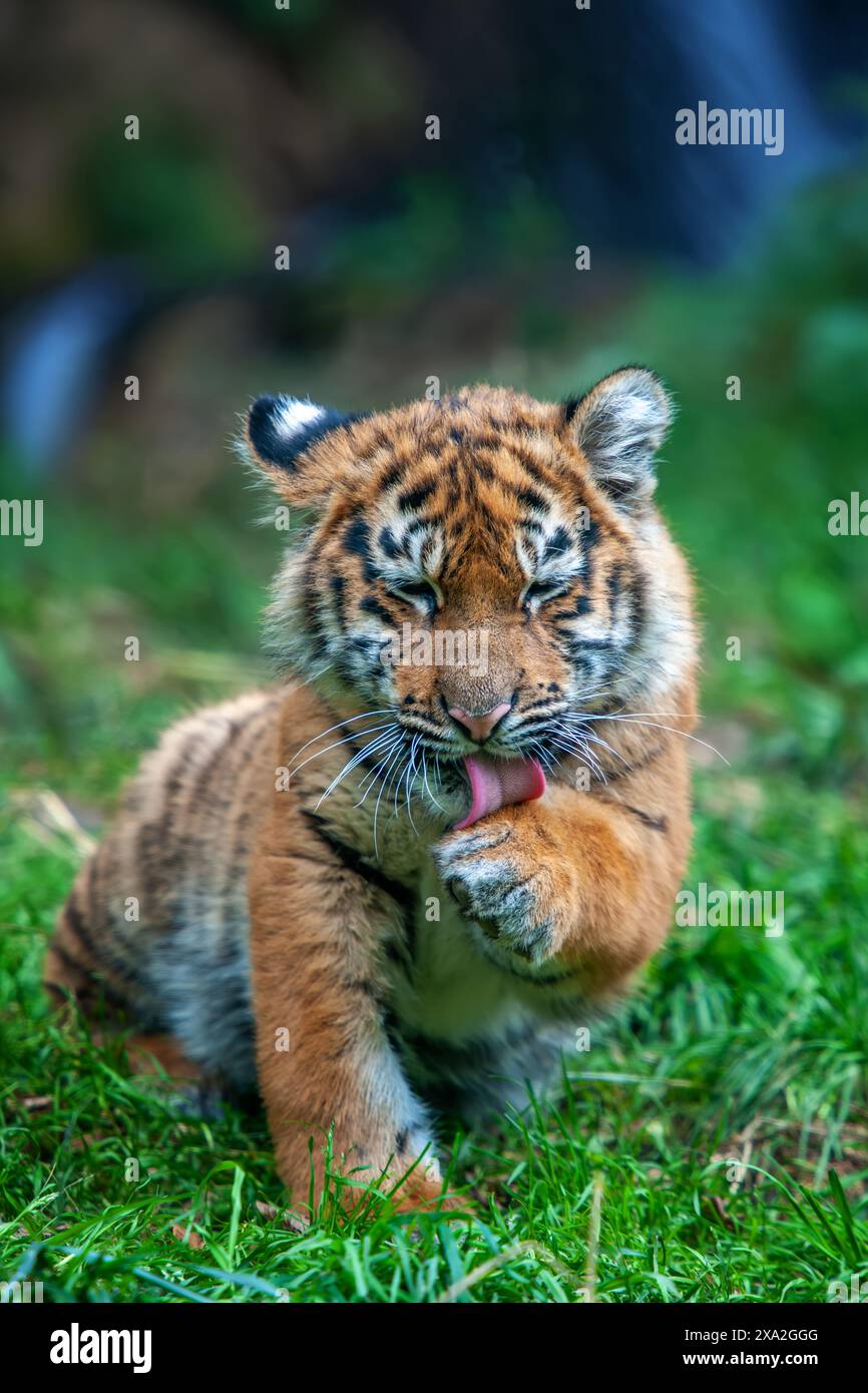 Tiger cub in the wild. Baby animal in green grass on waterfall ...