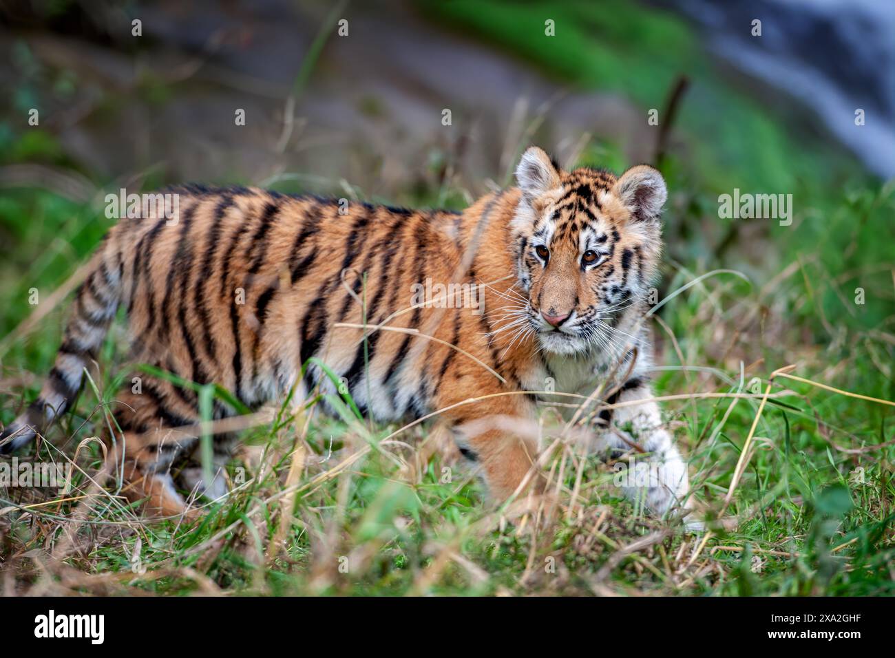 Tiger cub in the wild. Baby animal in green grass on waterfall ...