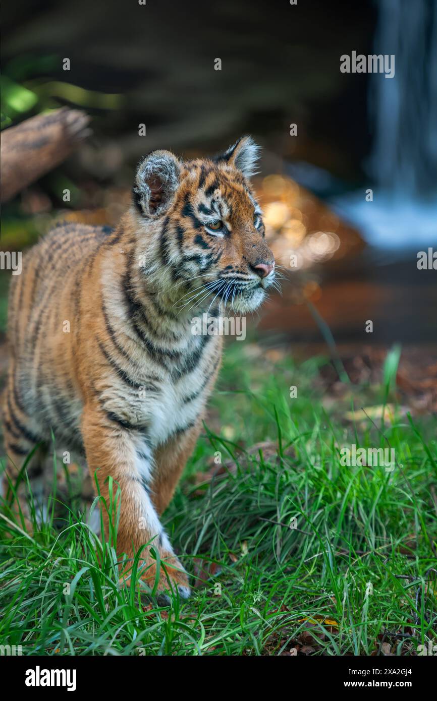 Tiger cub in the wild. Baby animal in green grass on waterfall ...