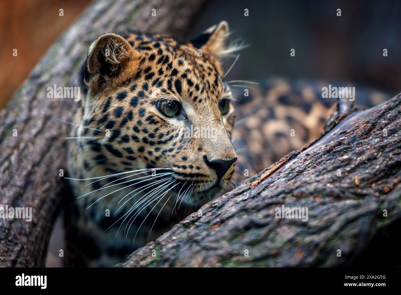 Close up young leopard peeks out from behind a tree in nature Stock ...