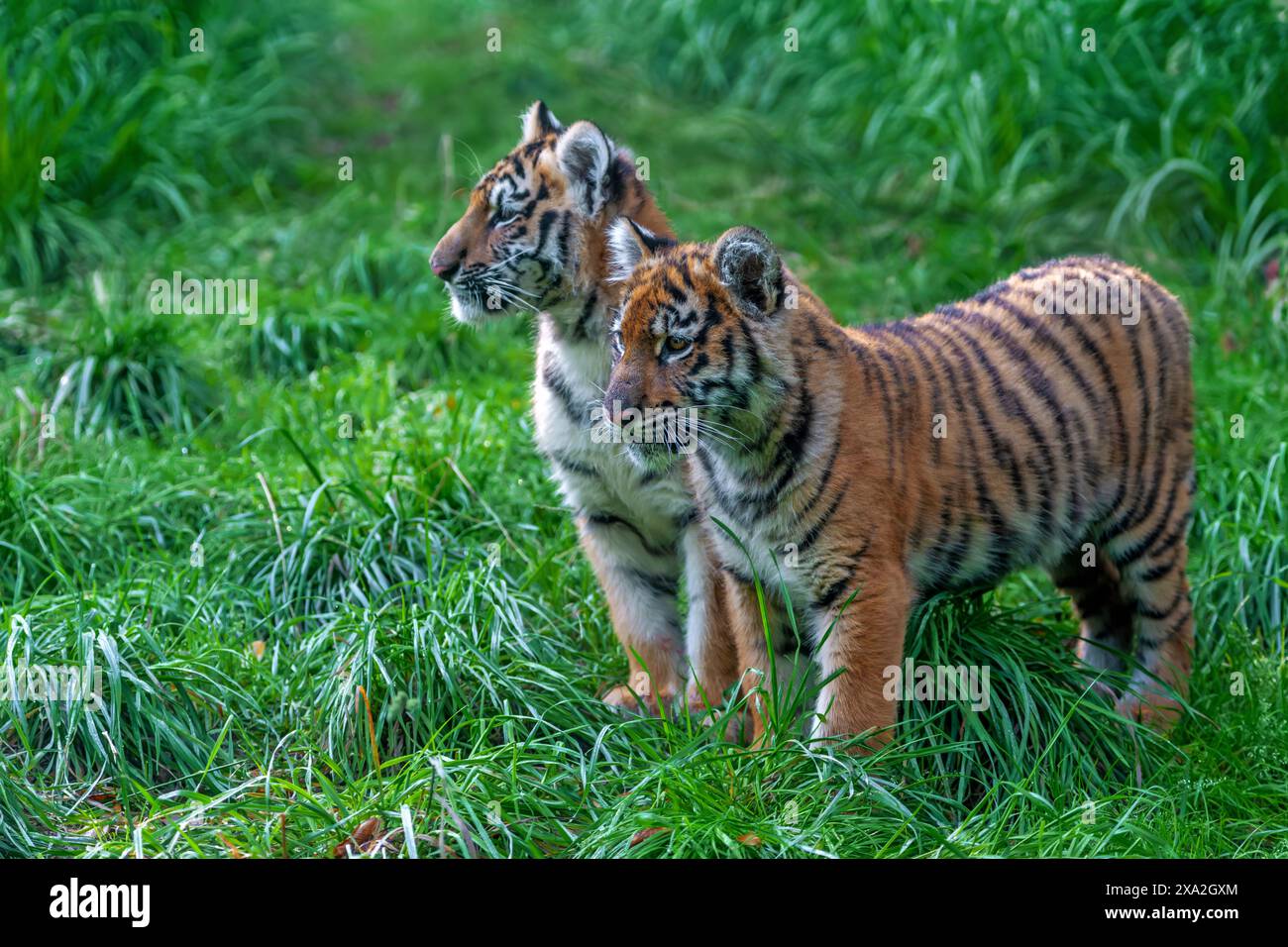 Two tigers cub in the wild. Animal in green grass. Wild cat in nature ...