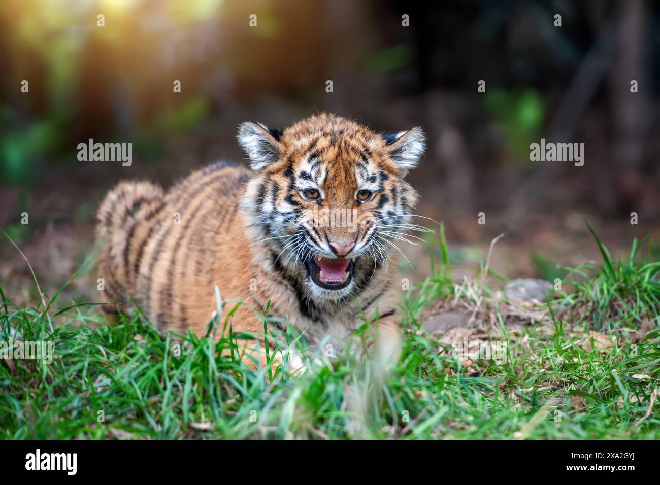 Tiger cub in the wild. Animal in green grass. Wild cat in nature ...
