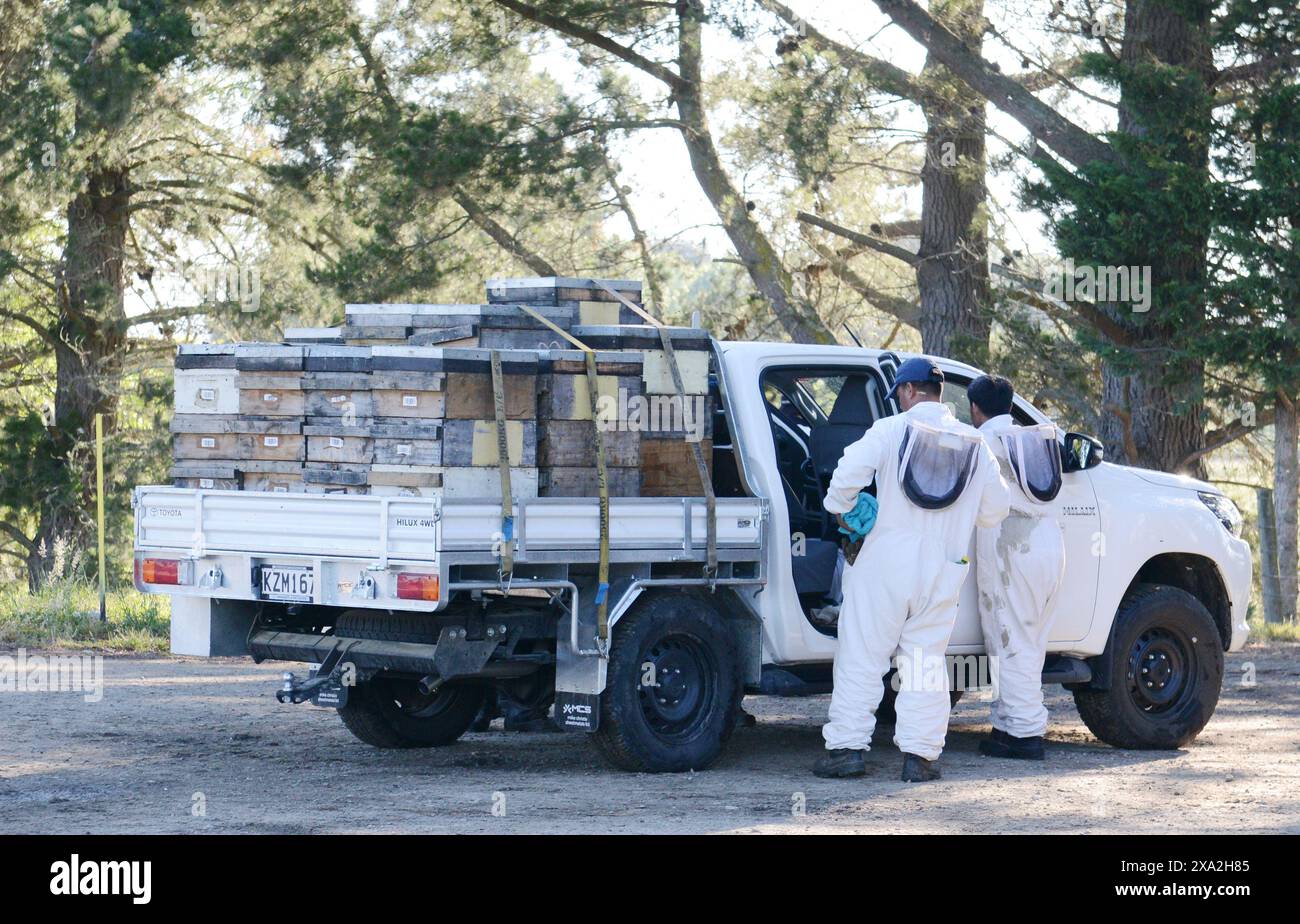 Manuka honey bee hives loaded on a pickup truck in the Wariarapa region ...