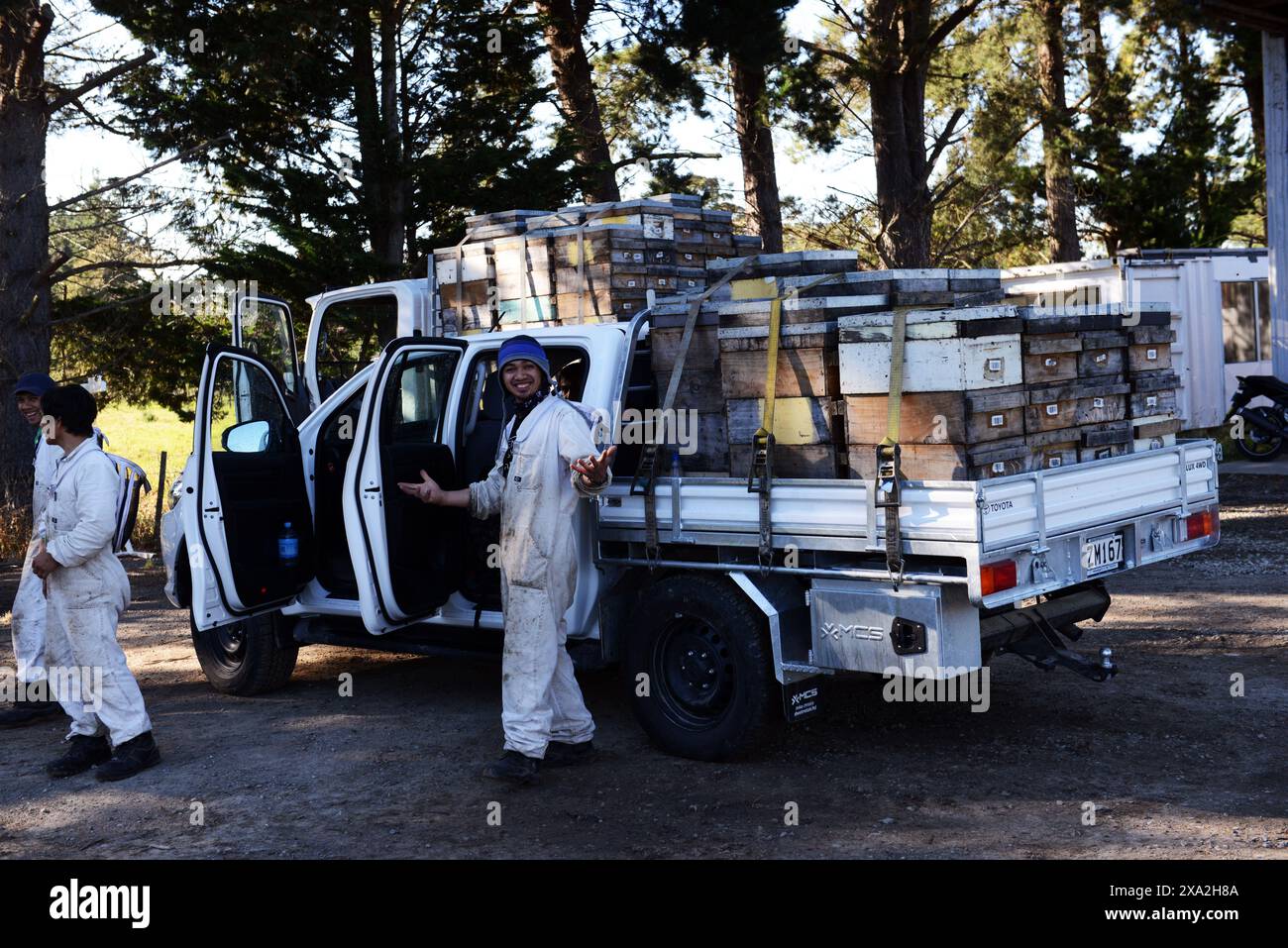 Manuka honey bee hives loaded on a pickup truck in the Wariarapa region ...