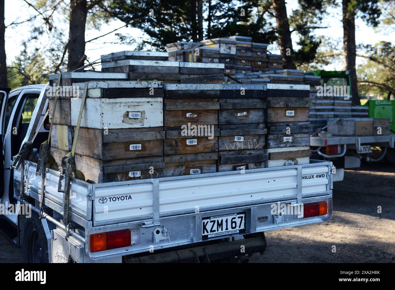 Manuka honey bee hives loaded on a pickup truck in the Wariarapa region ...
