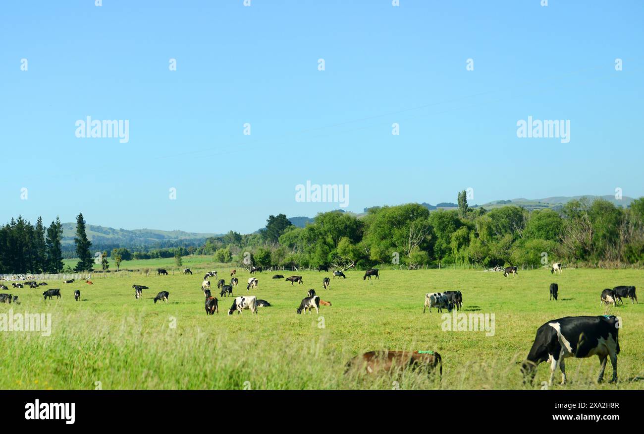 Cows grazing in a large farm in the central region of the Northern ...