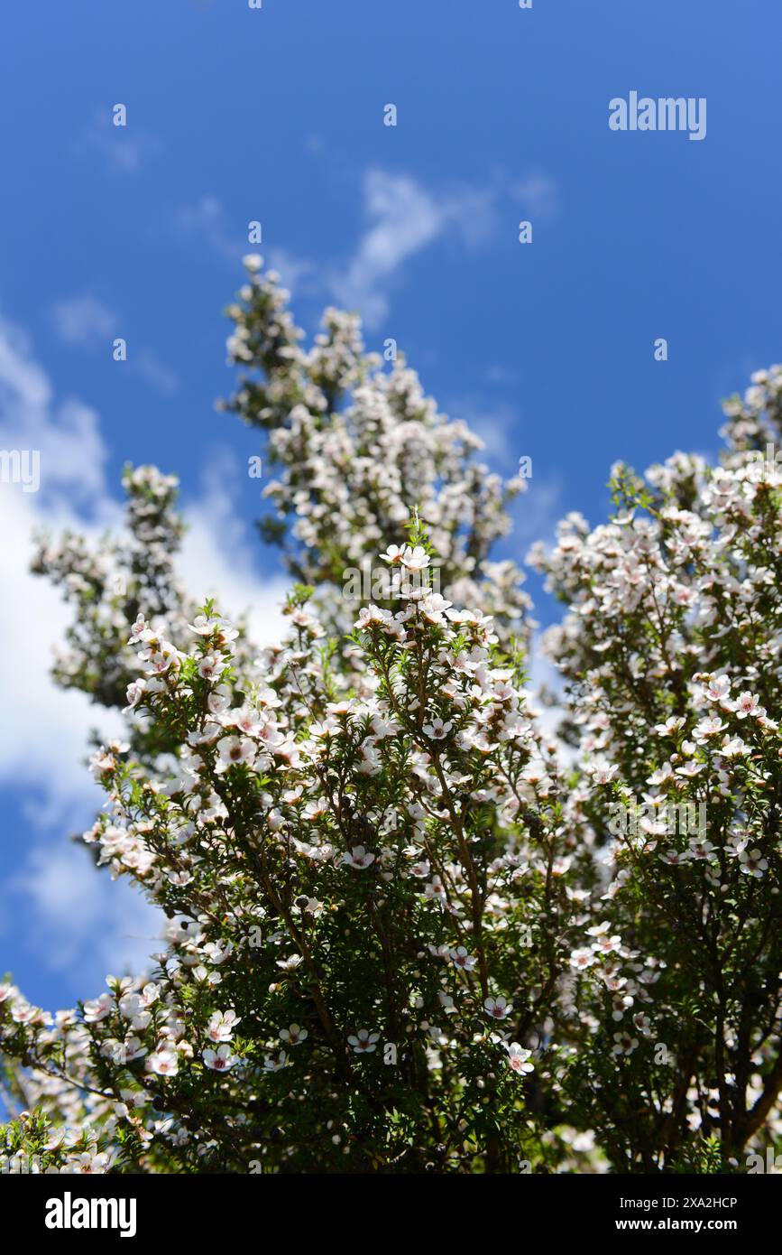 Manuka tree blossoms in New Zealand Stock Photo - Alamy
