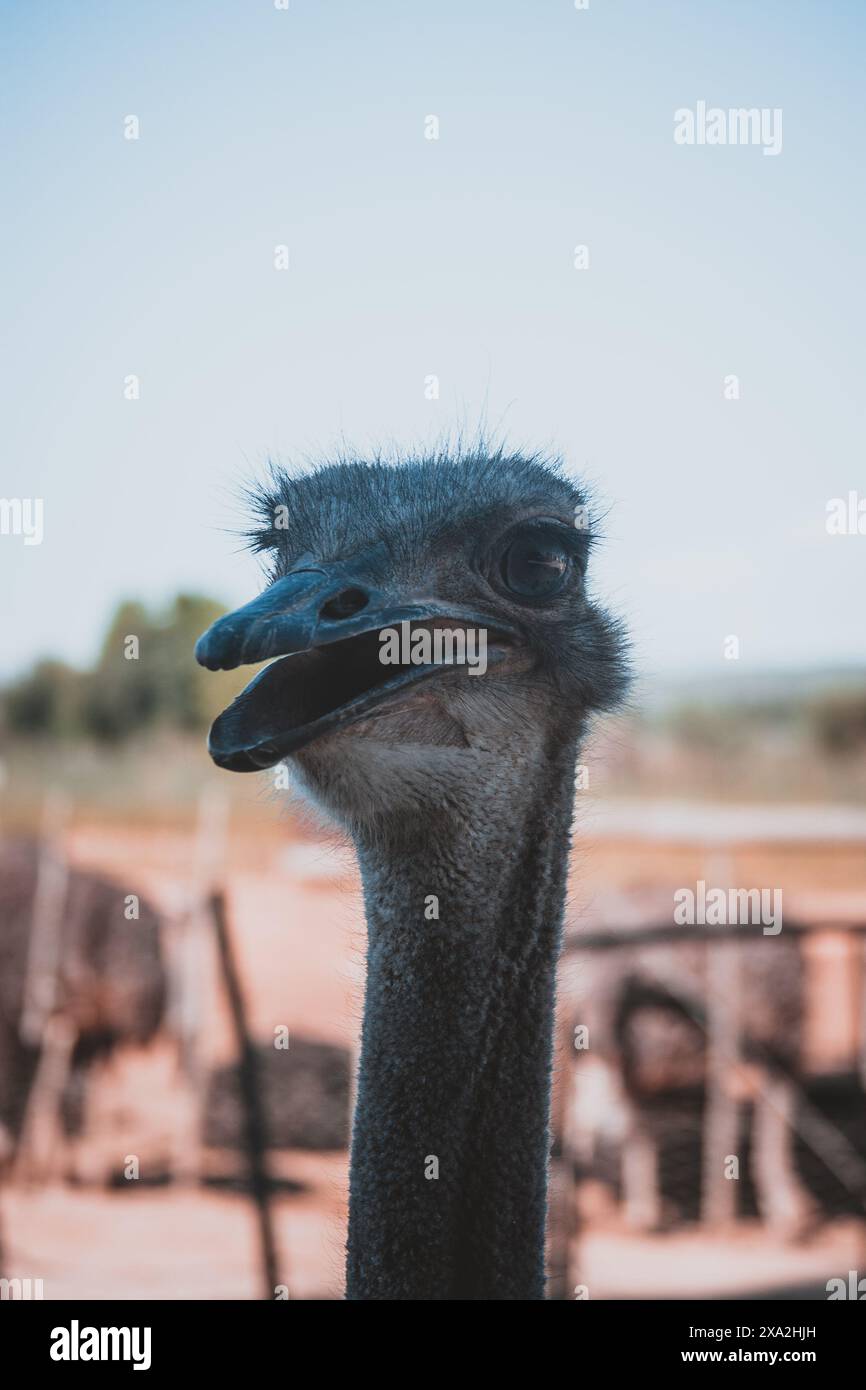 This engaging close-up captures the inquisitive expression of an ...