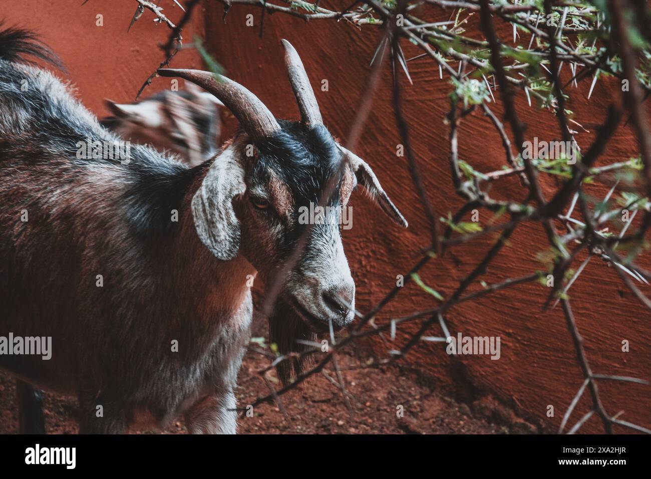 This striking photograph captures a rustic goat within a traditional ...