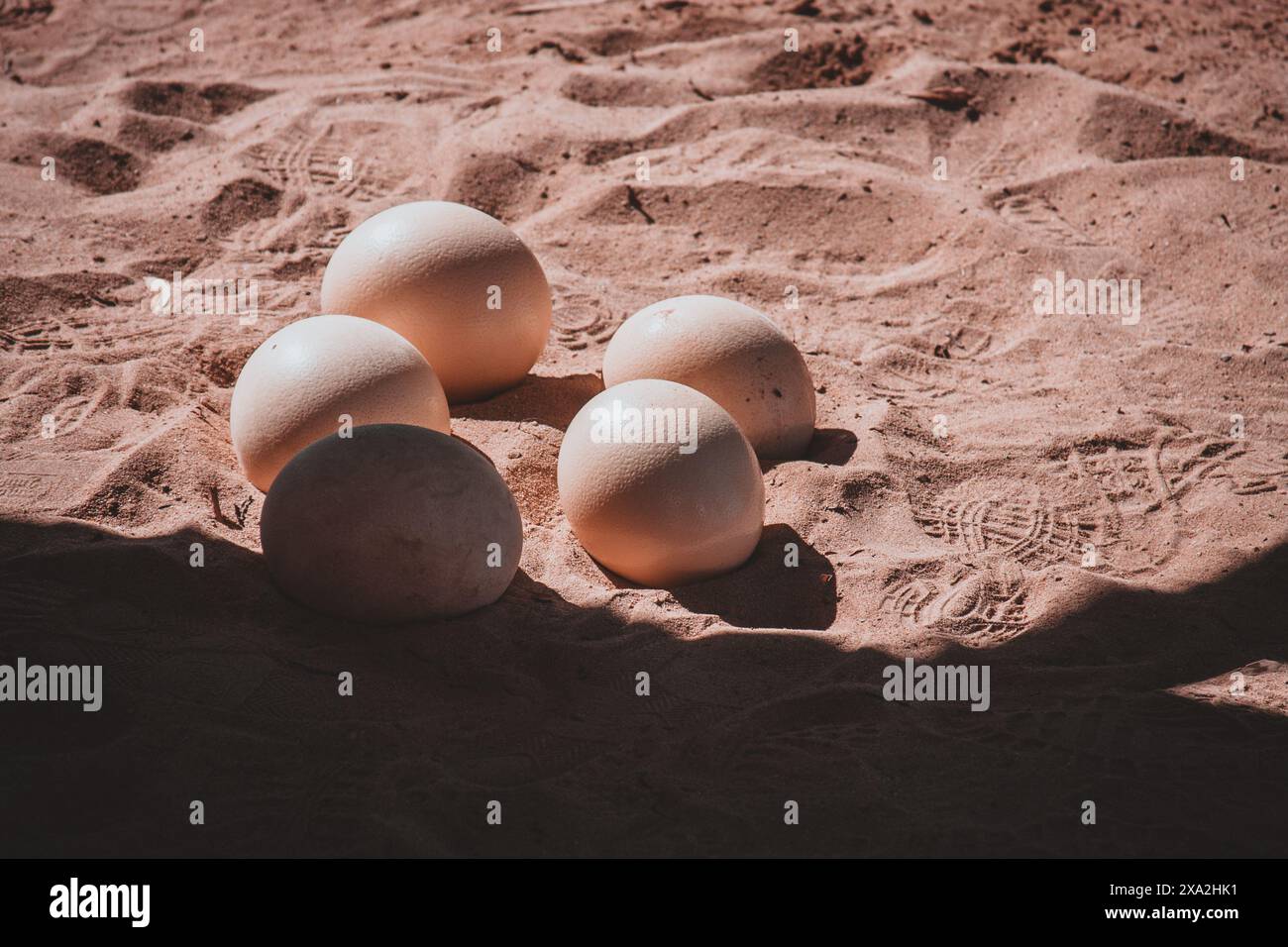 This captivating image captures ostrich eggs nestled in the warm sand ...