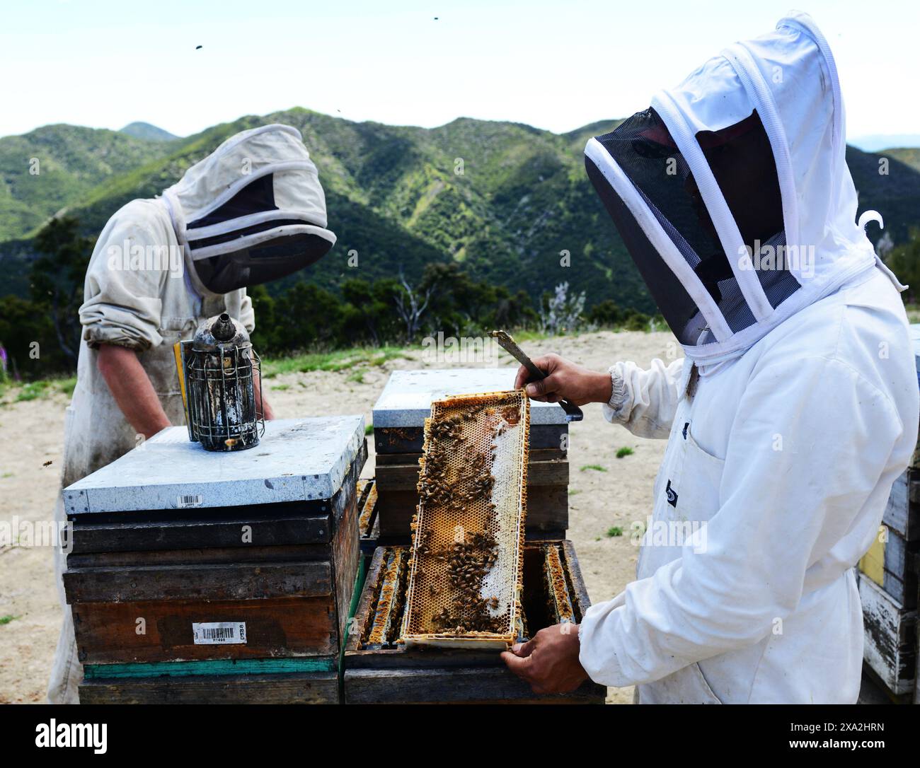 Manuka honey beekeepers from the Steens Manuka company checking on the ...