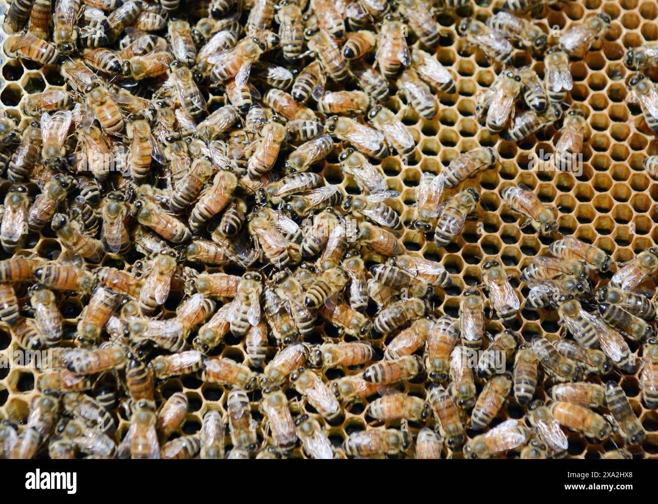 Closeup bees on beehive hi-res stock photography and images - Alamy