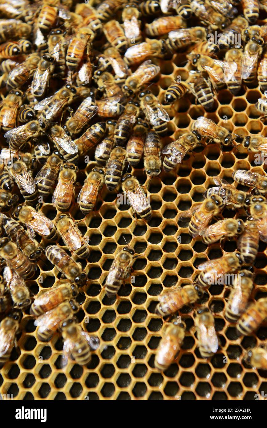 A closeup of bees on a honeycomb Stock Photo - Alamy
