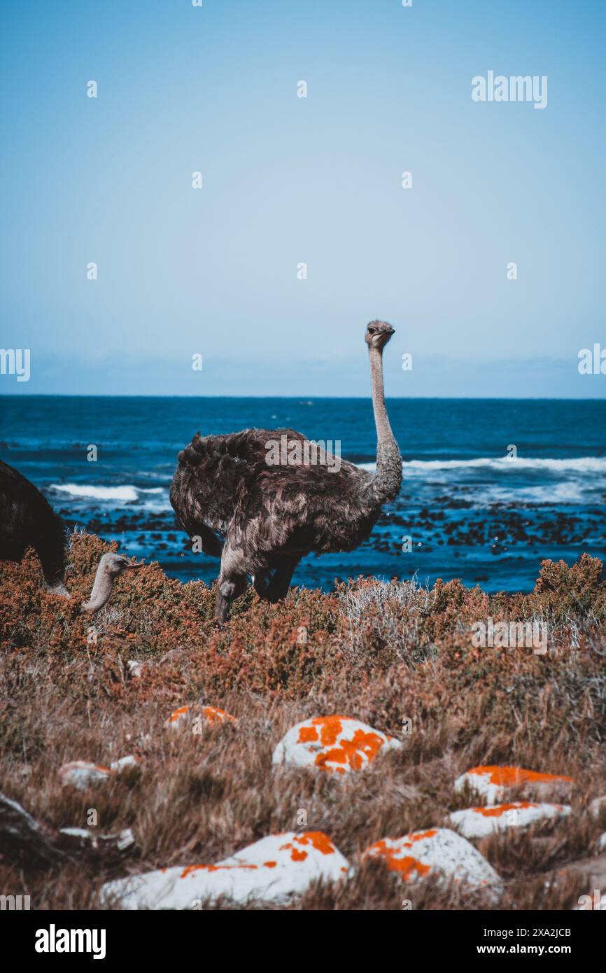 Capture the unique charm of South Africa's coastal wildlife with this ...