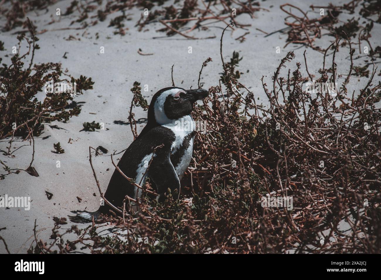 Discover the charm of South Africa's coastal wildlife with this ...