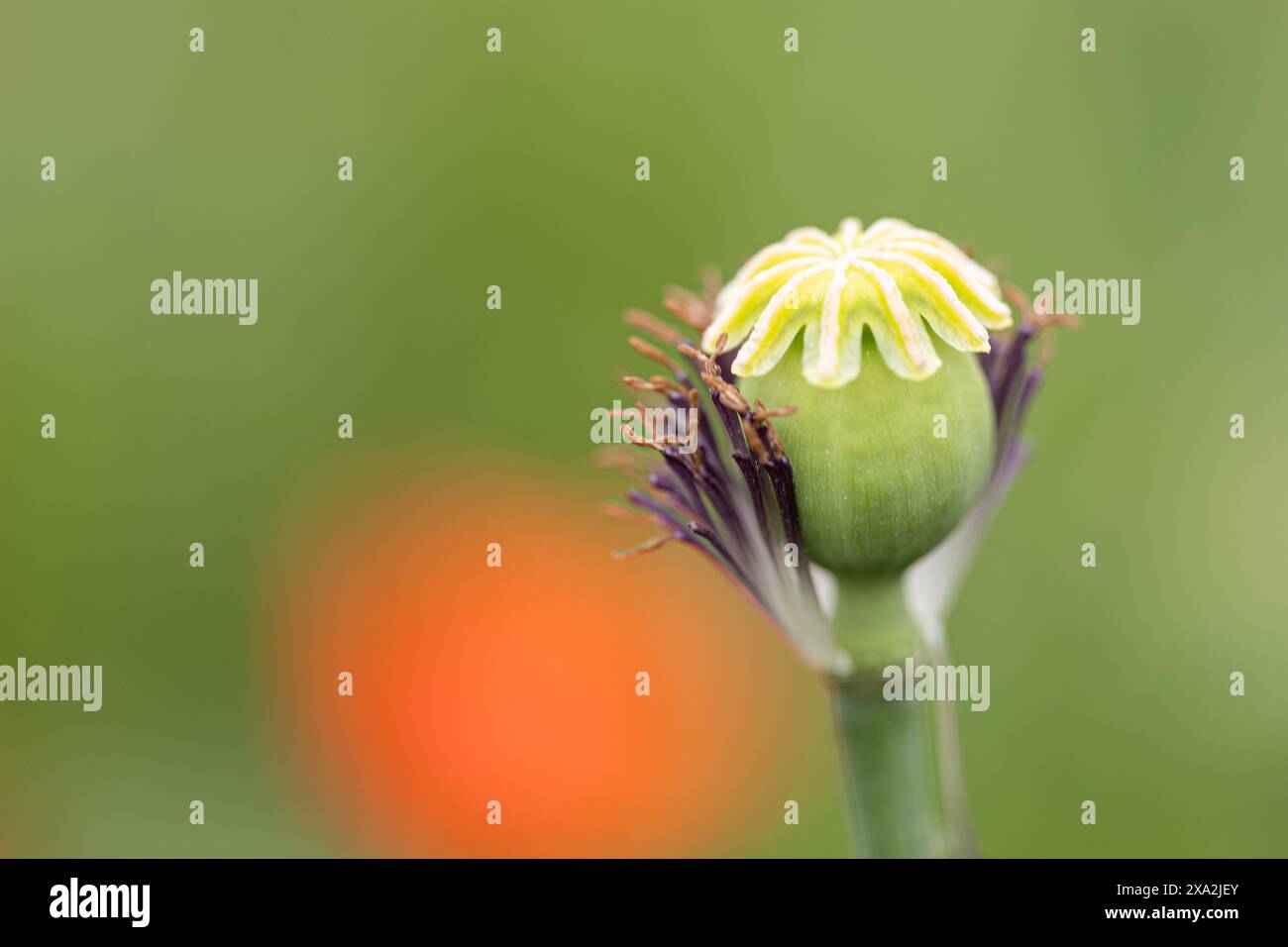 Close-up of a poppy (papaver) capsule with withered filaments in front ...
