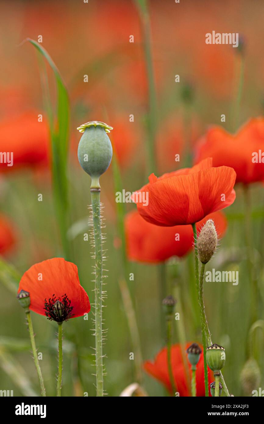 Close-up of a poppy (papaver) capsule in front of red poppy blossoms ...