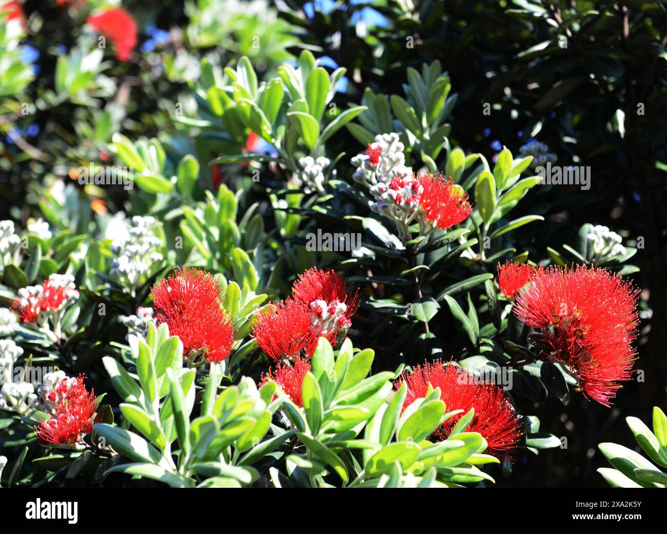Pōhutukawa also known as the New Zealand Christmas tree Stock Photo - Alamy