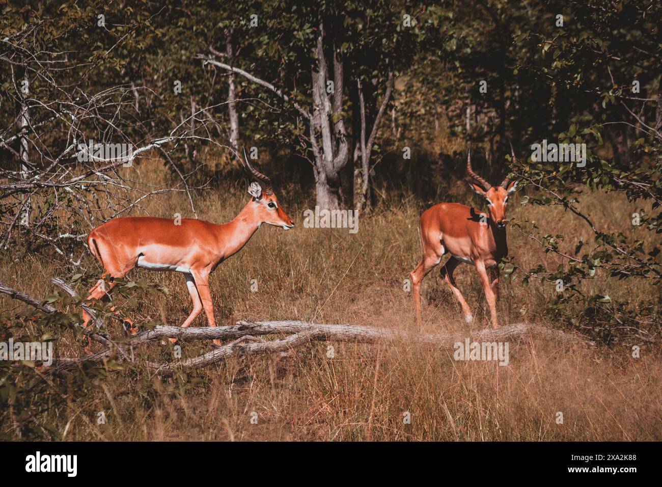 Two graceful antelopes walk through the lush greenery of Zimbabwe's ...
