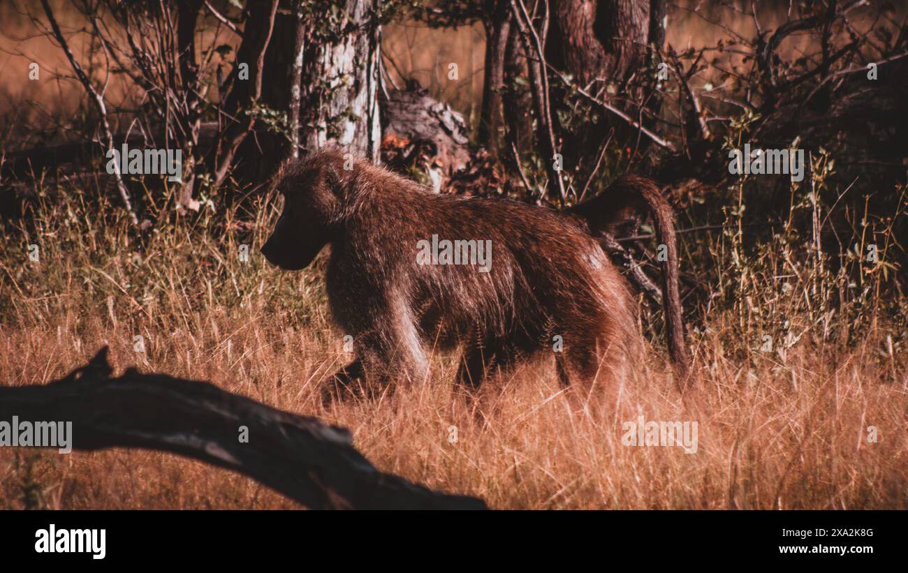 Experience untamed beauty wild forest hi-res stock photography and ...