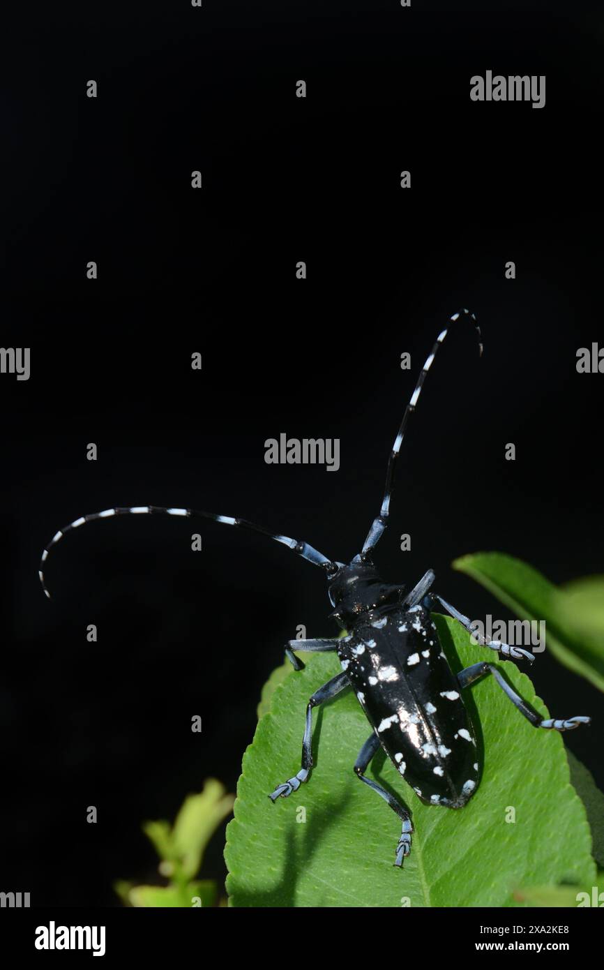 Asian long horned beetle hi-res stock photography and images - Alamy