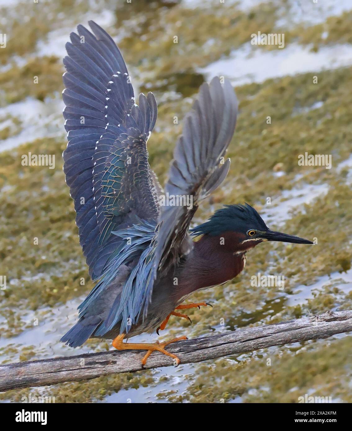 Green Heron flying over the swamp in the forest, Canada Stock Photo - Alamy
