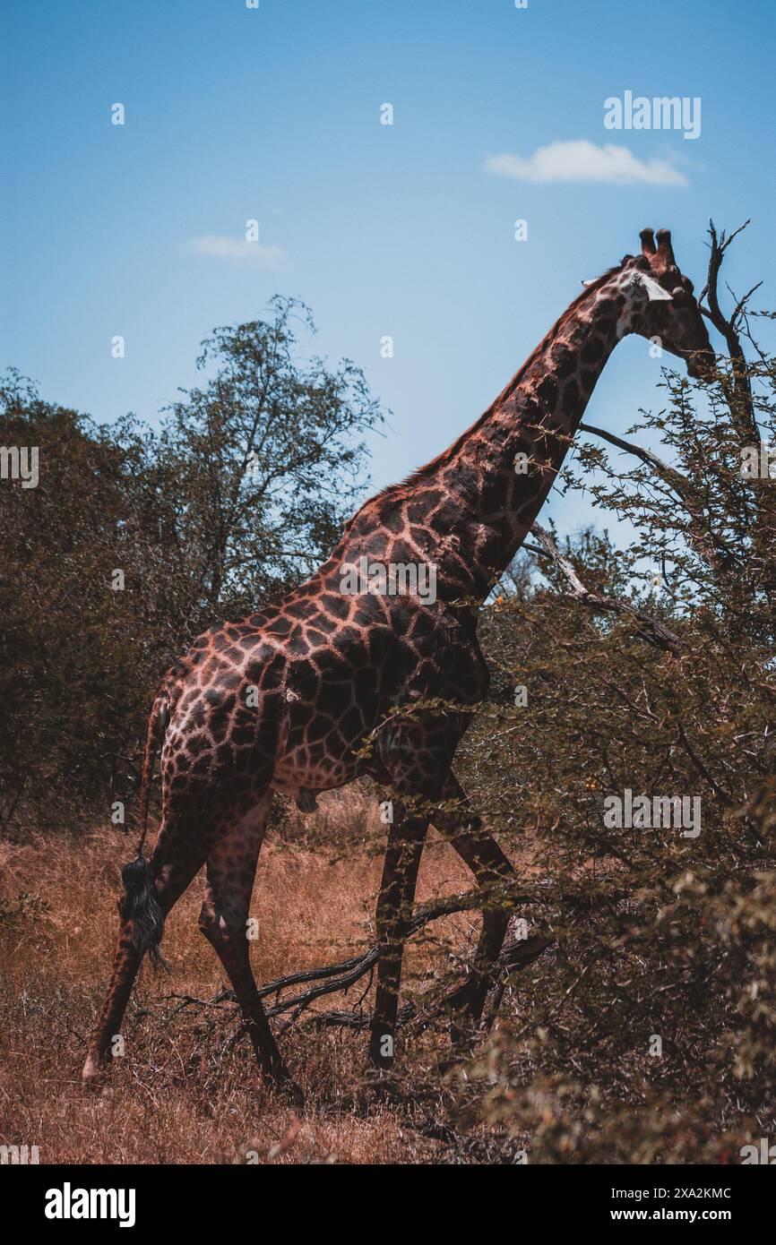 A tall giraffe gracefully walks among the trees in Kruger National Park ...