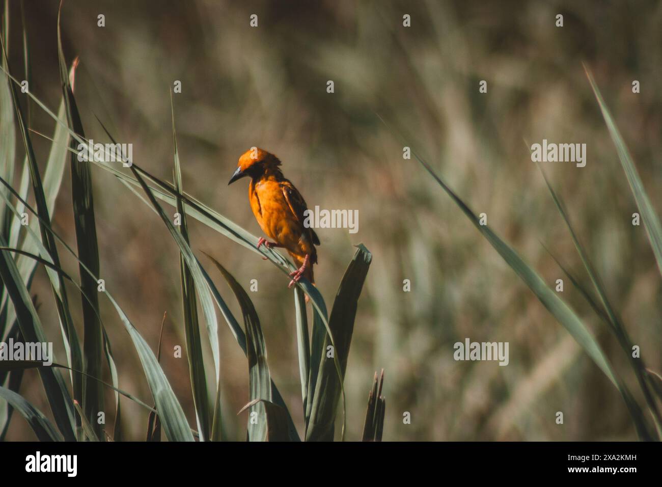 This vibrant photo showcases a golden weaver bird perched gracefully on ...