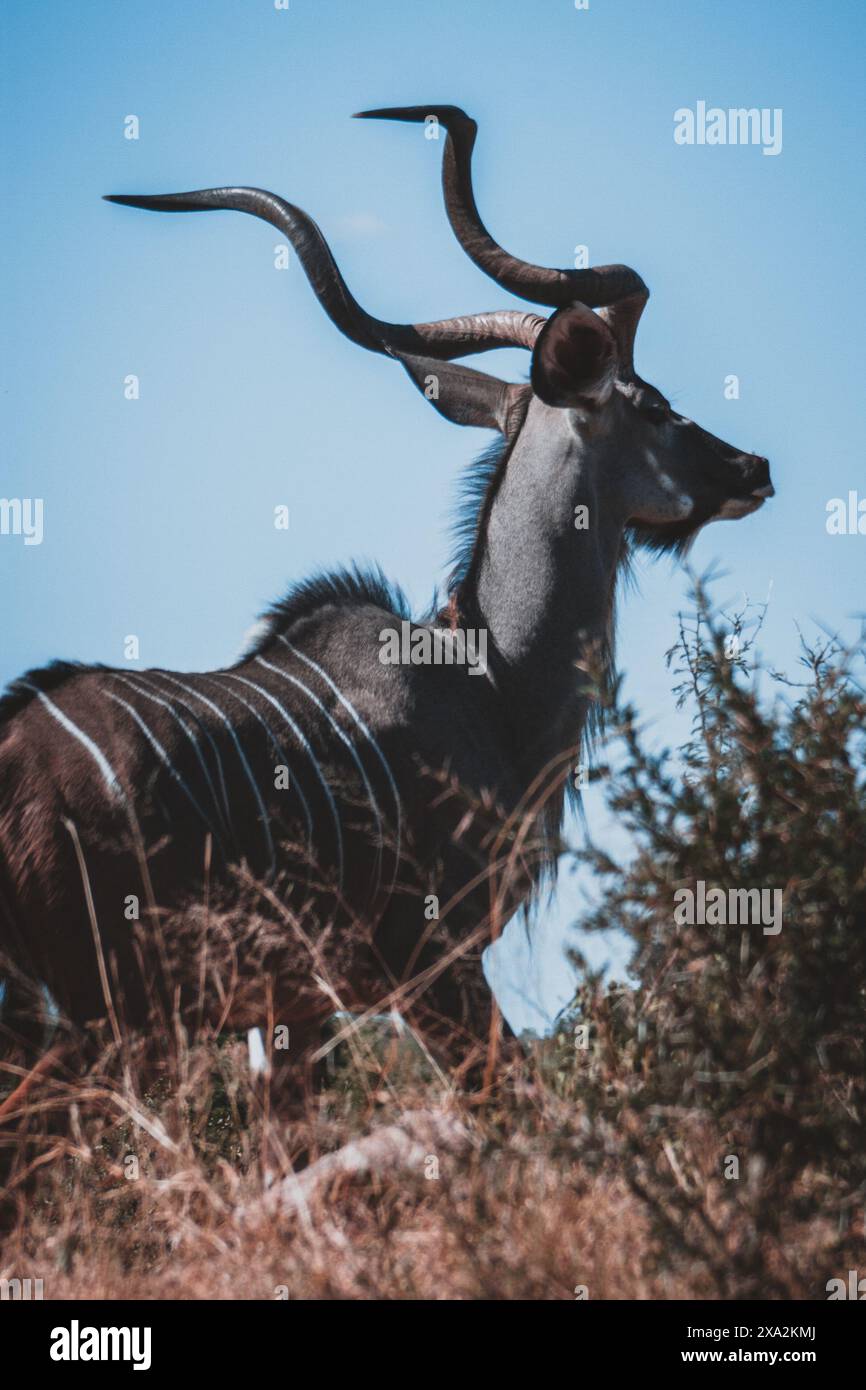 This striking image captures a kudu standing tall in its natural ...