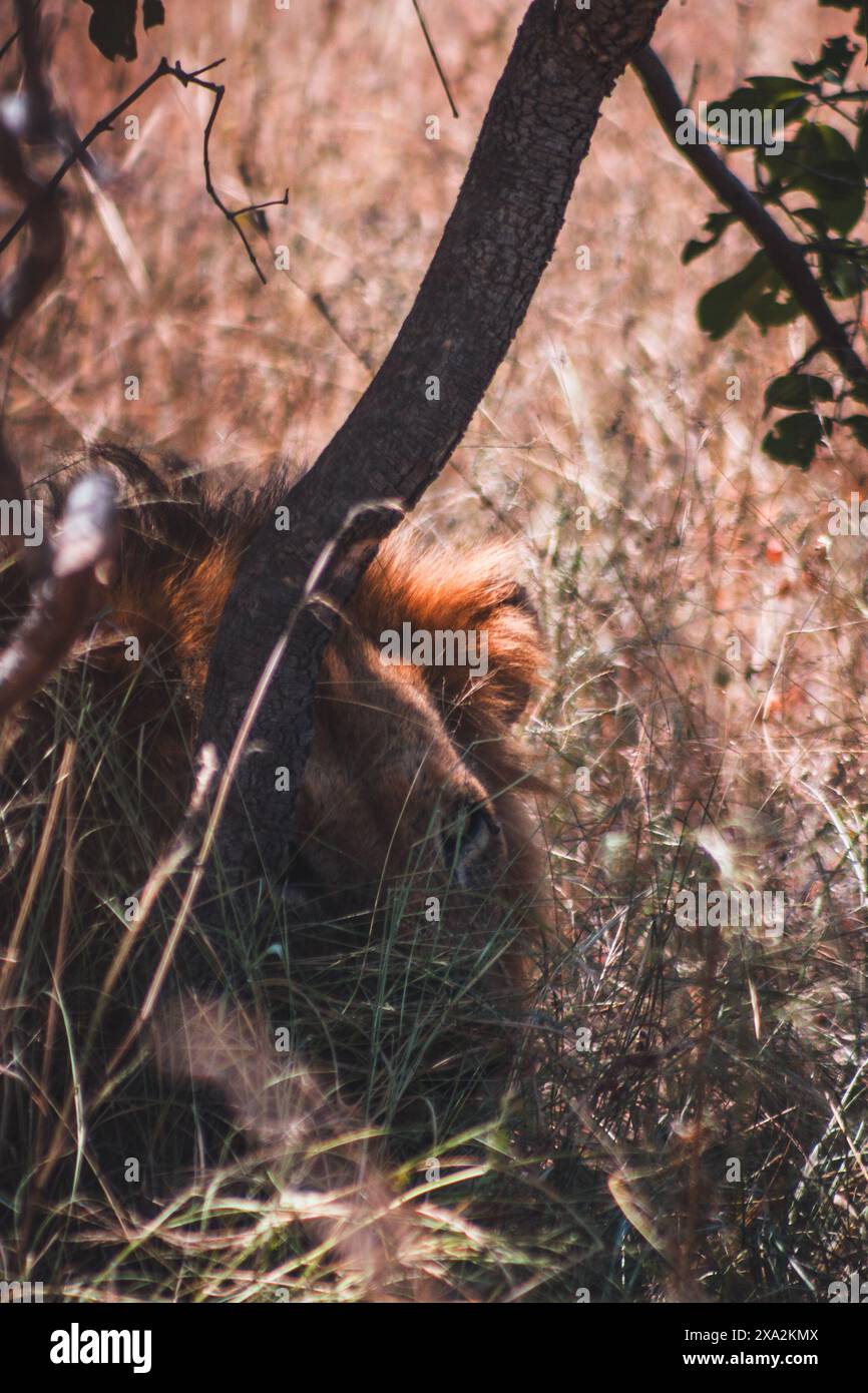 A lion's mane peeks through the tall grasses and trees in Kruger ...