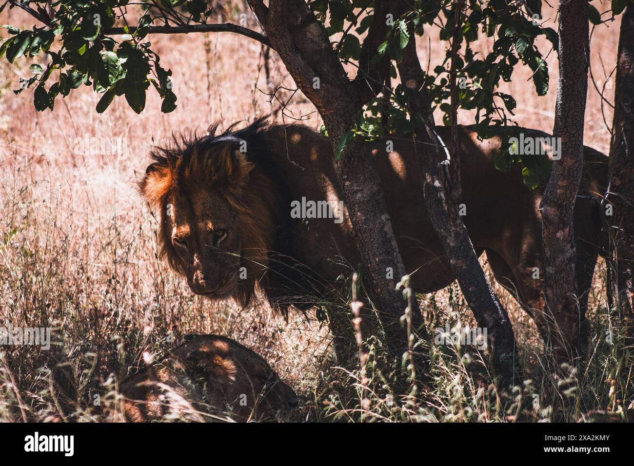 A lion with a fierce gaze stalks through the shade of trees in Kruger ...