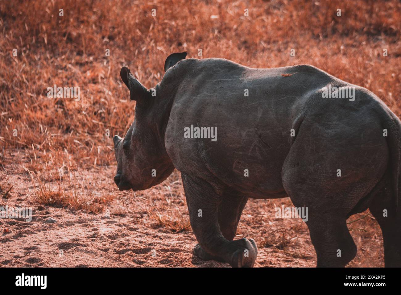 This powerful photo captures a rhino grazing in the savanna of Kruger ...