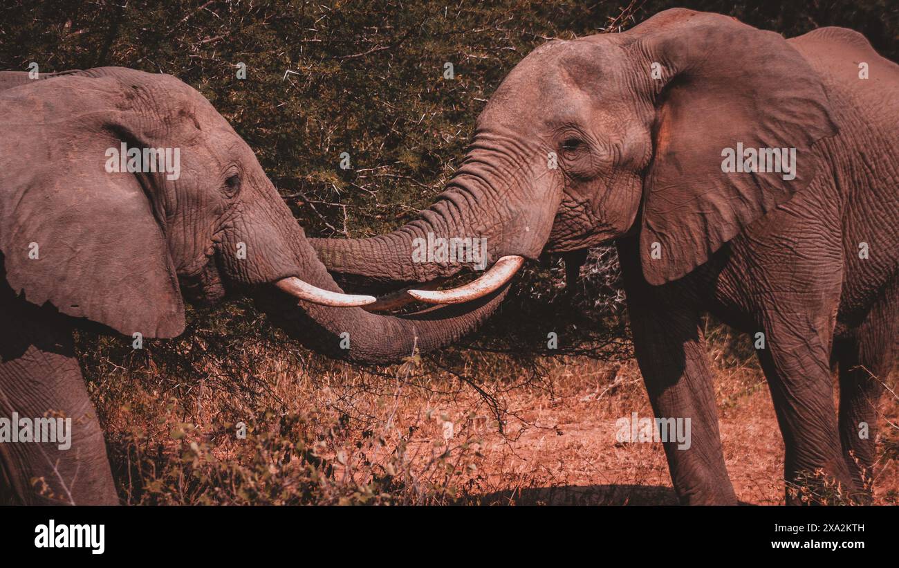A heartwarming capture of two elephants intertwining their trunks in a ...