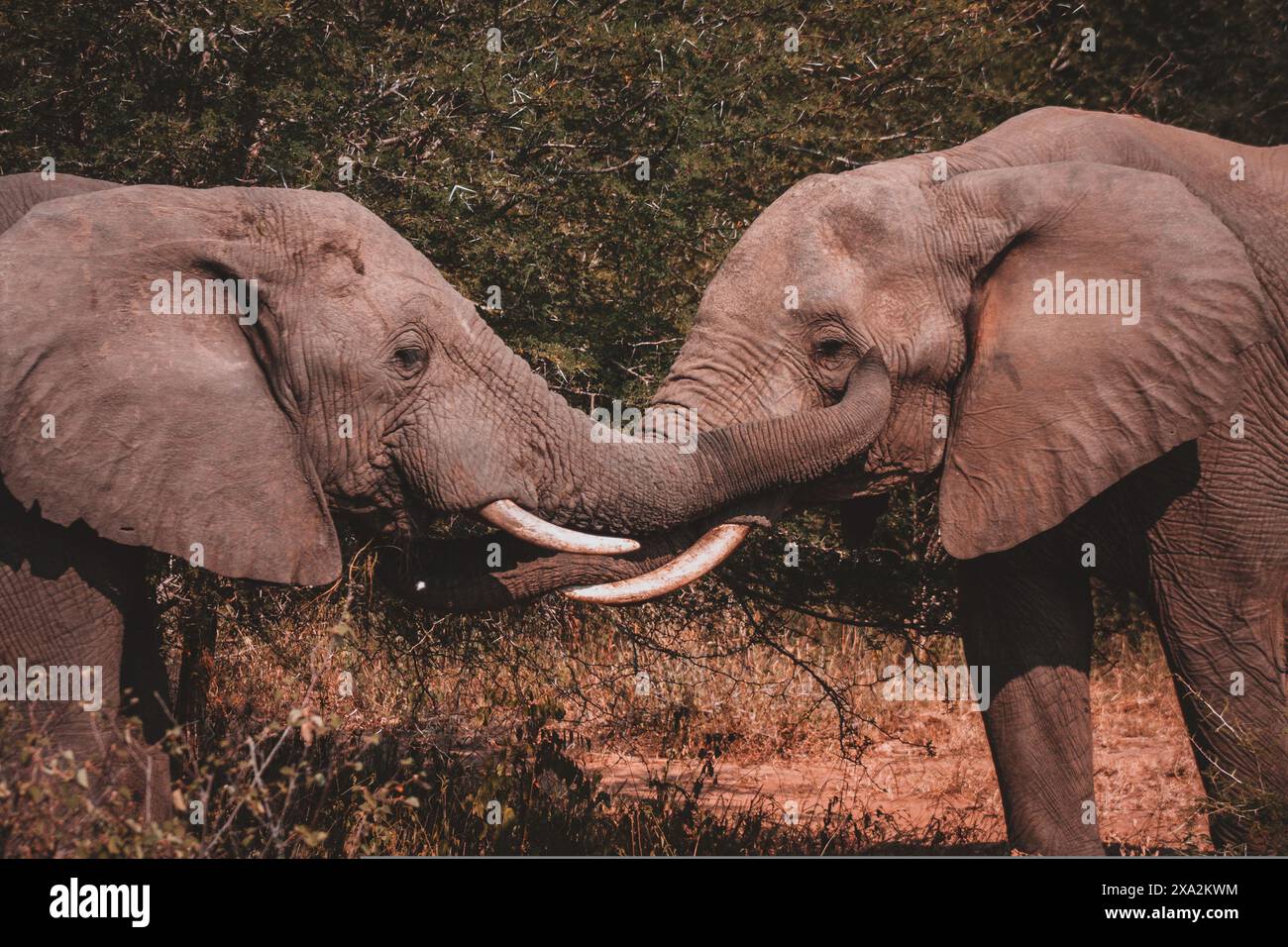 Elephants intertwining trunks hi-res stock photography and images - Alamy