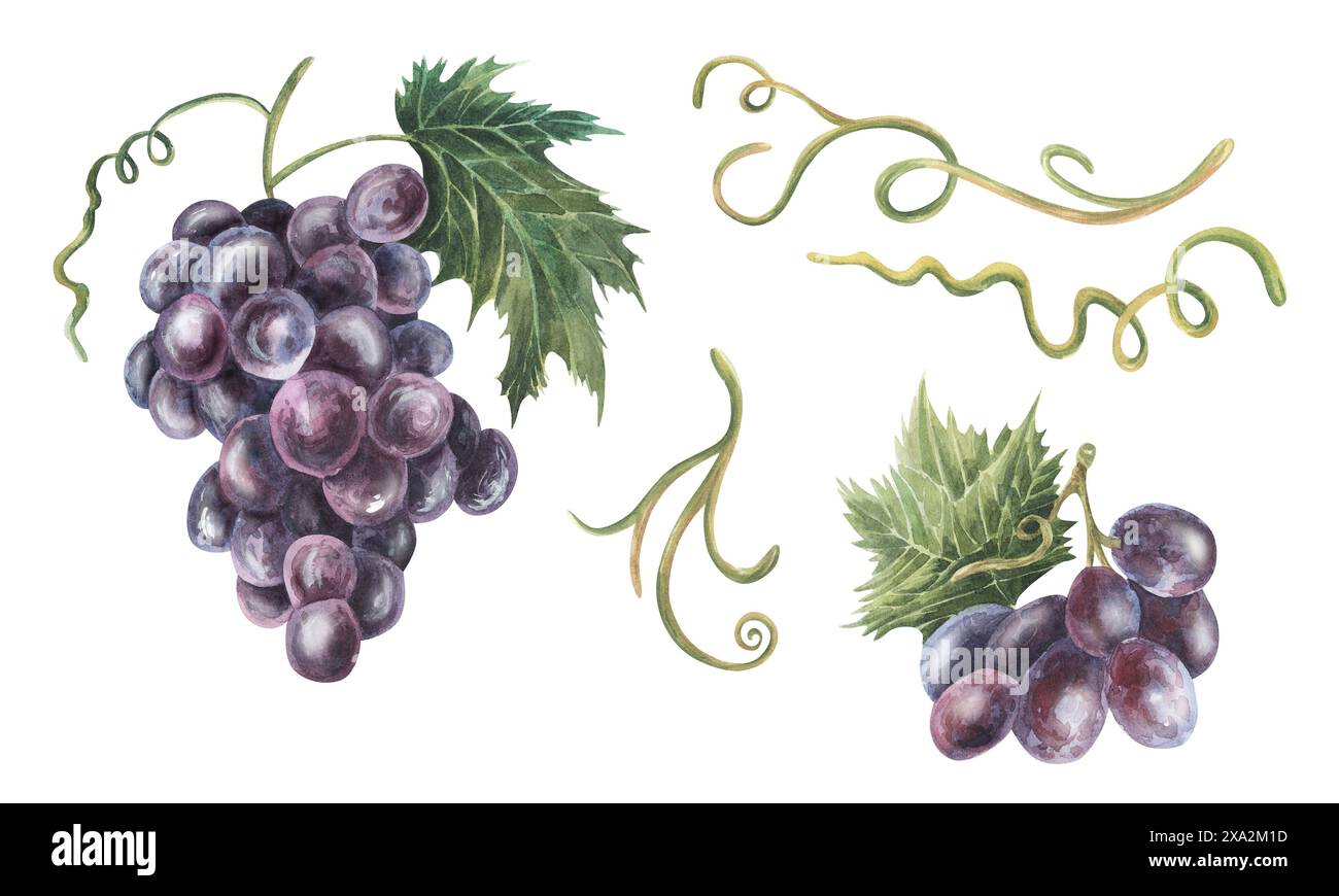 Han drawn watercolor fruit grapes branches set isolated on white ...