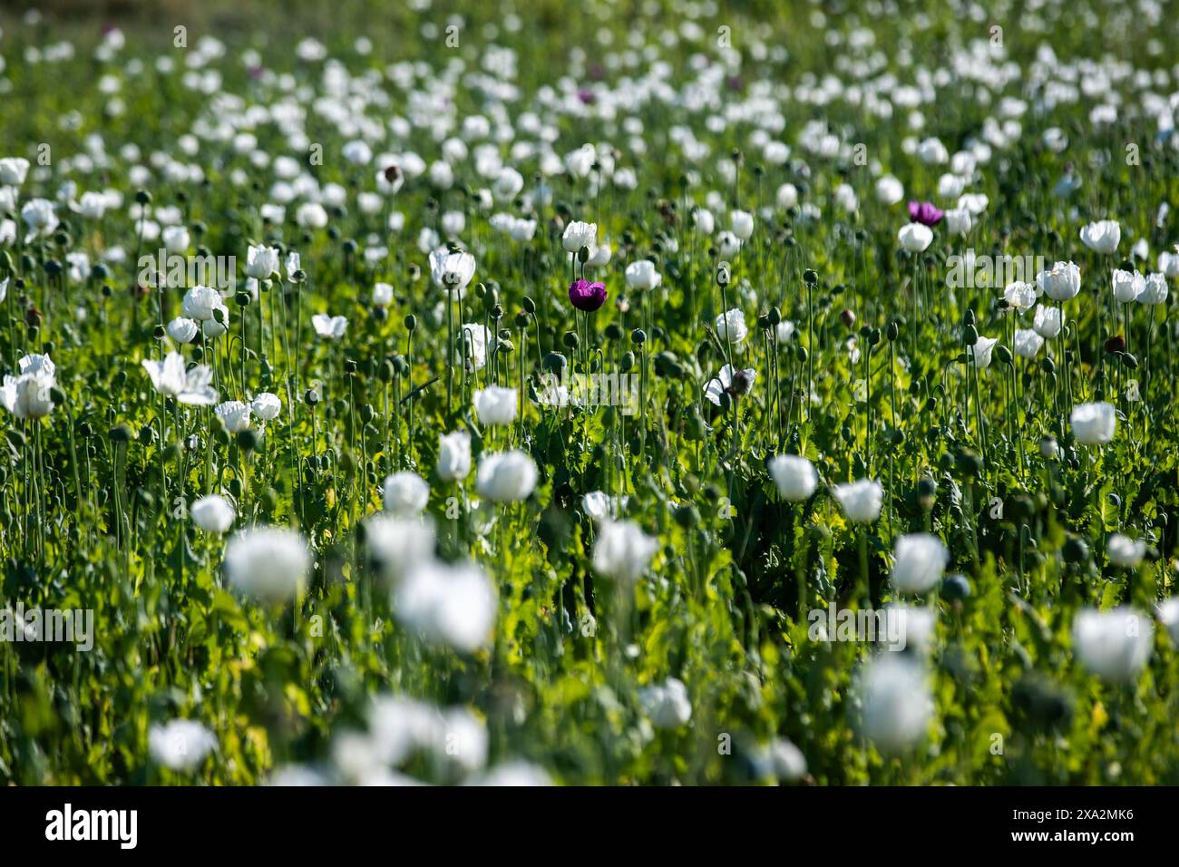 Poppy plants cultivated on the Phrygian road. Afyonkarahisar, a city in ...