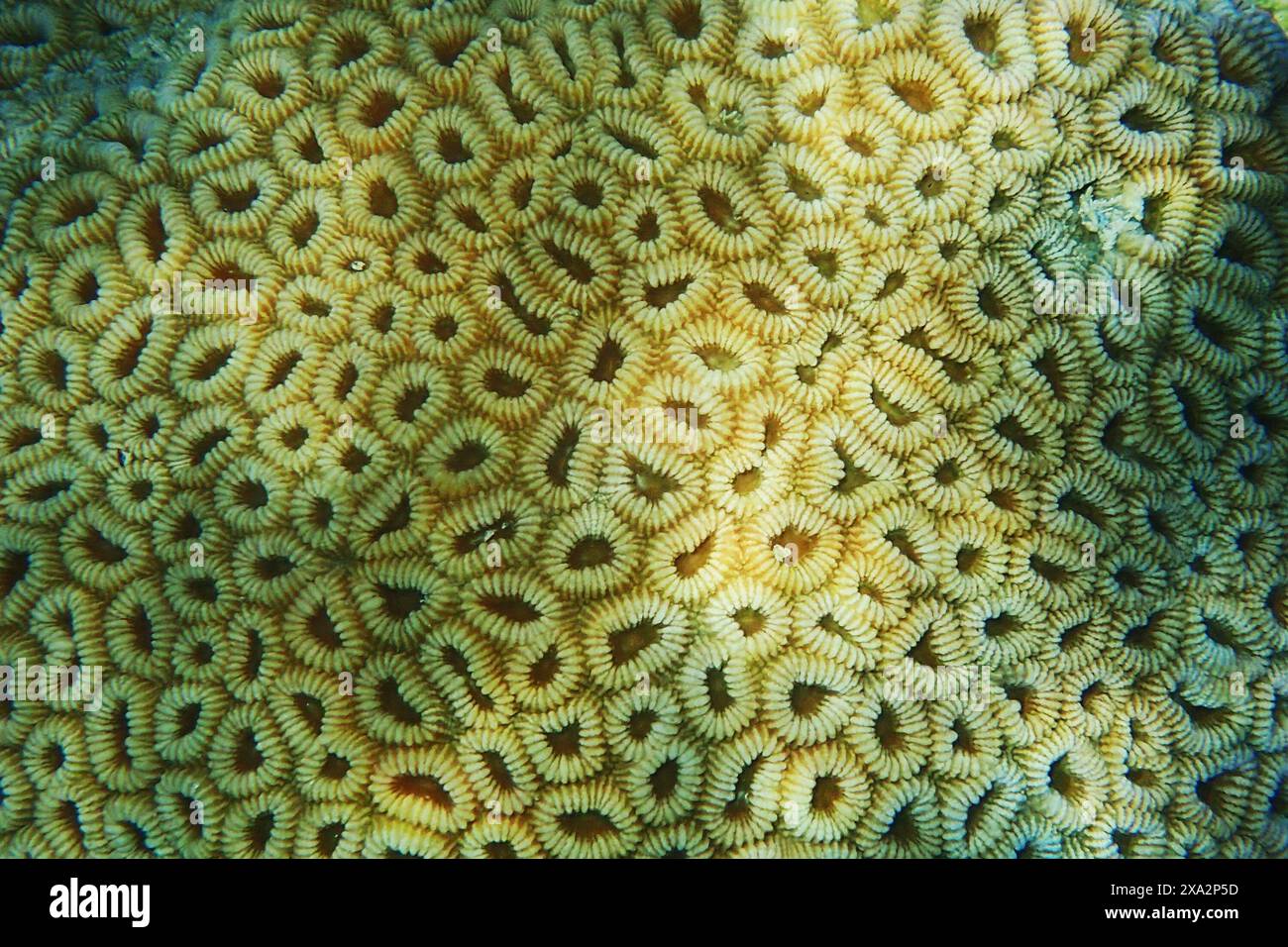 coral natural texture as very nice background Stock Photo - Alamy