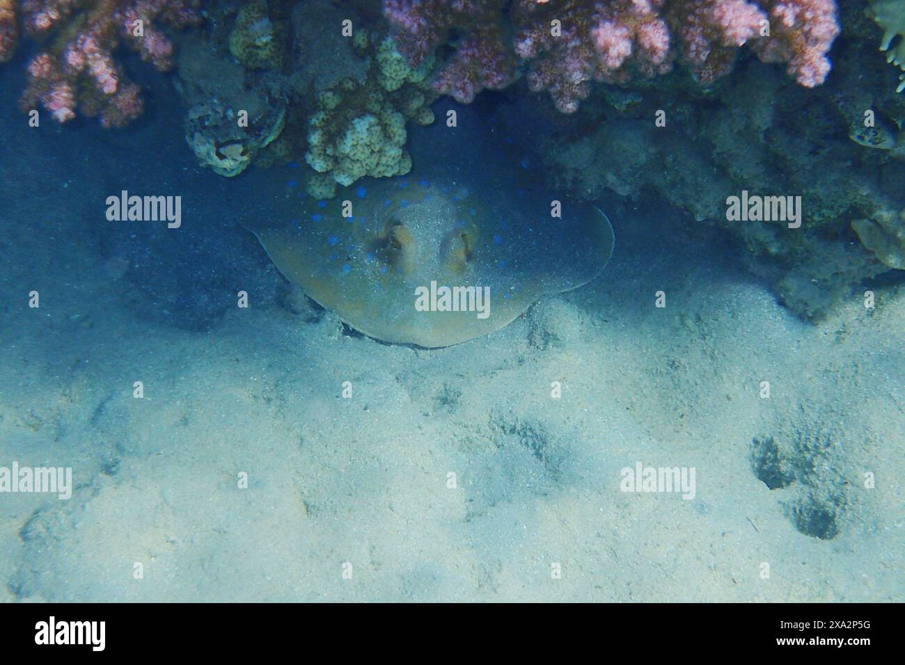 Blue spotted stingray swimming in hi-res stock photography and images ...