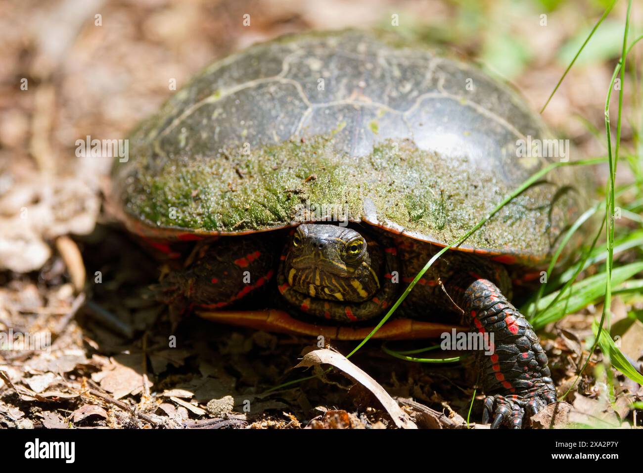 The painted turtle (Chrysemys picta) is the most widespread native ...
