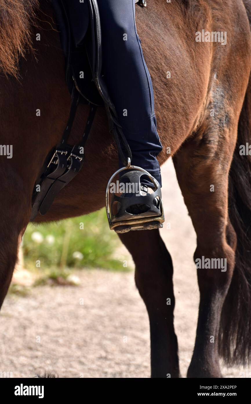 Close-up of rider's leg and stirrup during training of an Icelandic ...