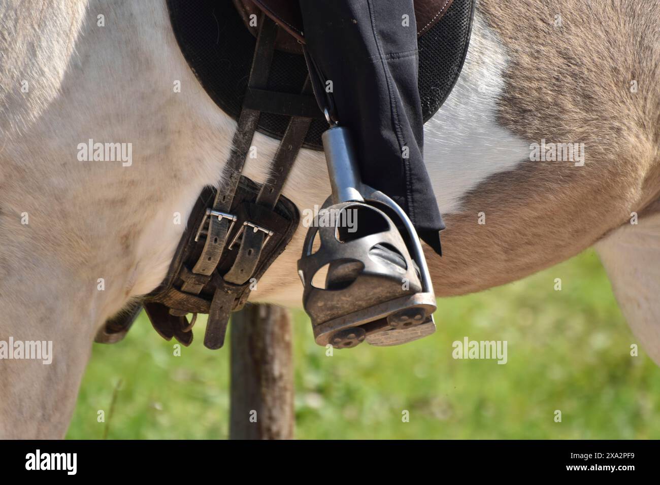 Close-up of rider's leg and stirrup during training of an Icelandic ...