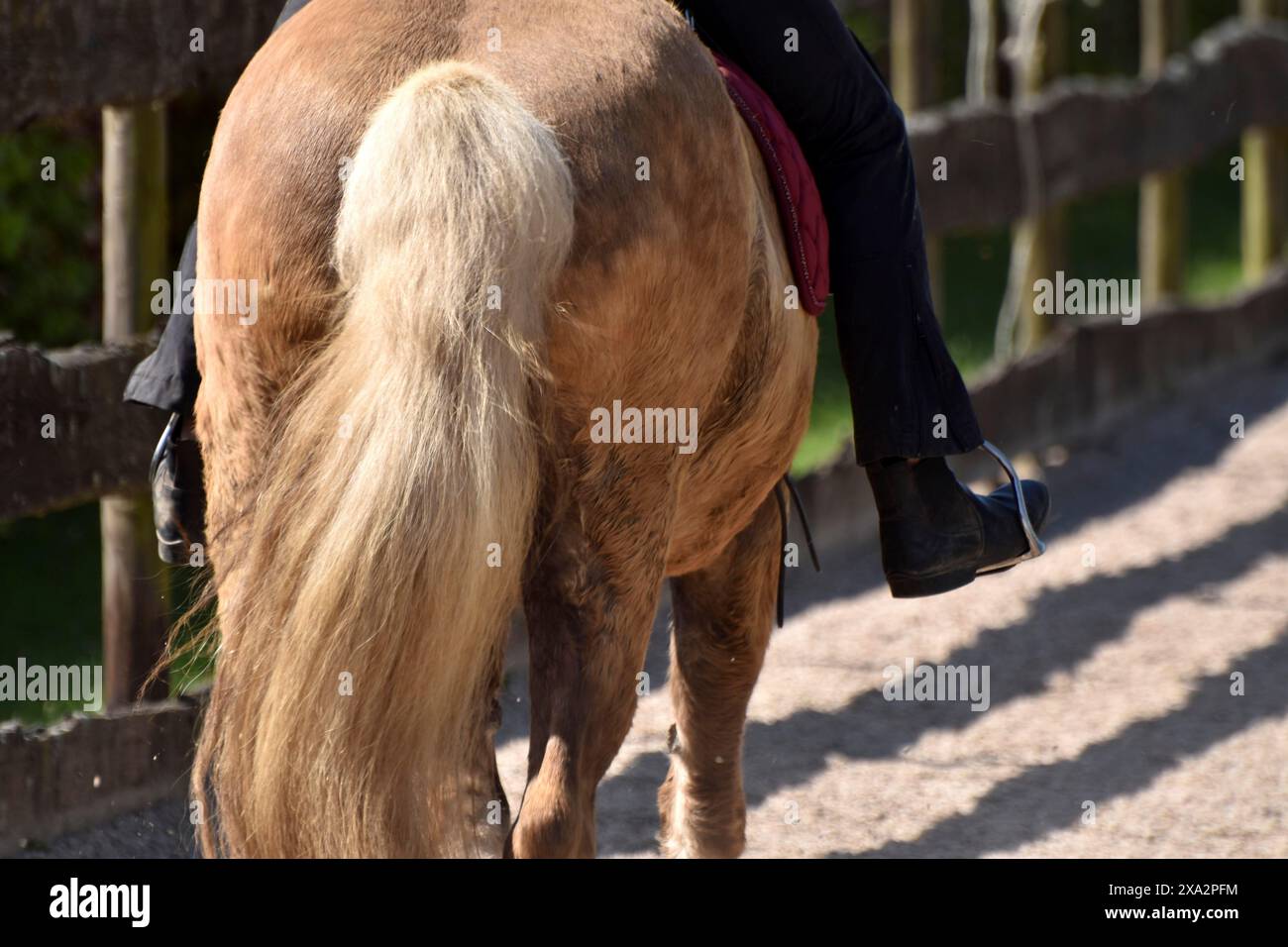 Close-up of rider's leg and stirrup during training of an Icelandic ...
