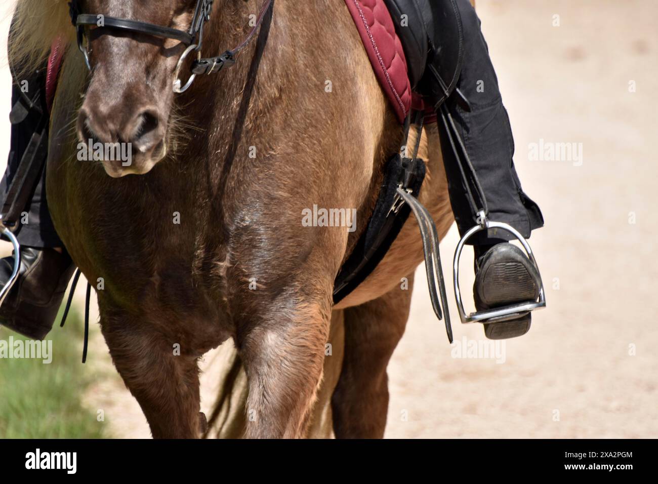 Close-up of rider's leg and stirrup during training of an Icelandic ...