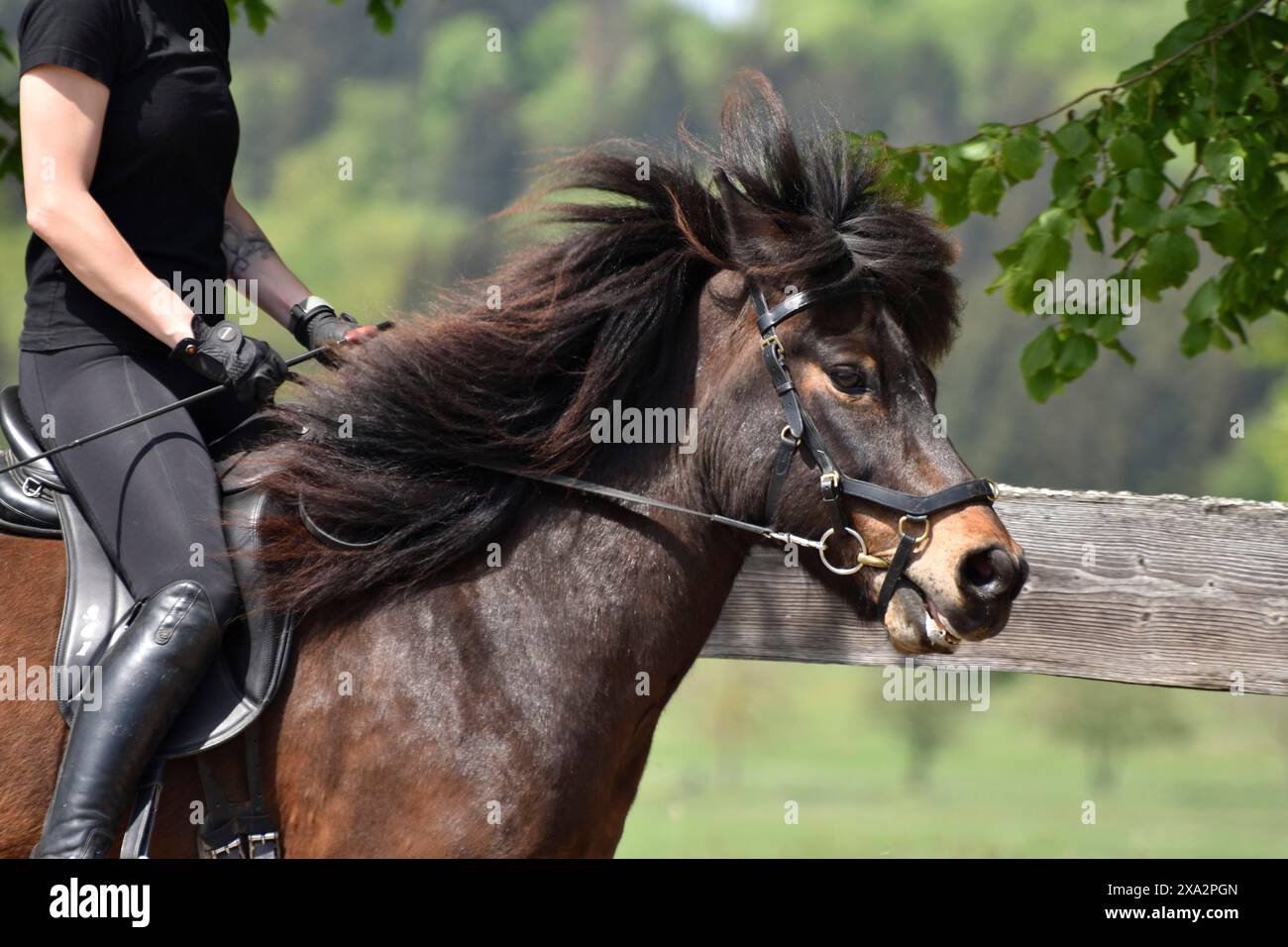 Close-up of a ridden Icelandic horse with equipment and typical long ...