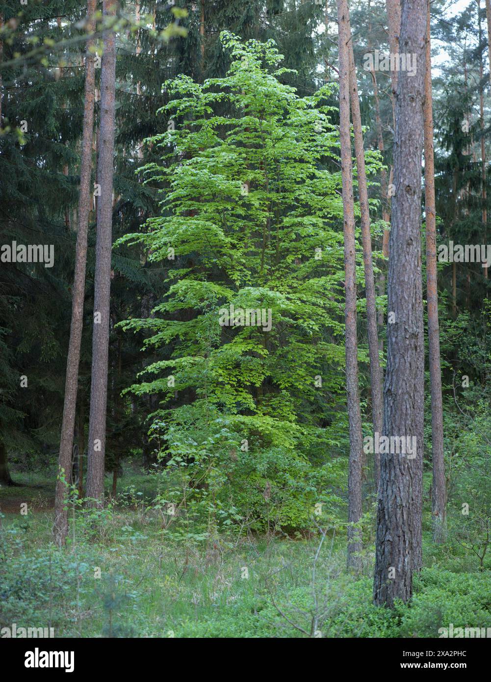 Landscape of a common hornbeam (Carpinus betulus) in a forest in spring ...
