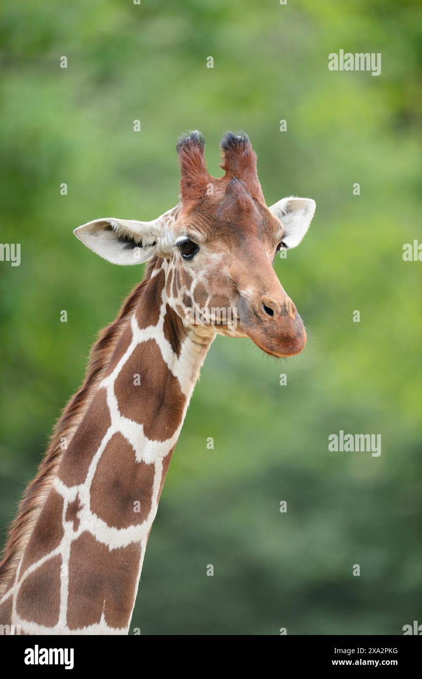Portrait of a reticulated giraffe (Giraffa camelopardalis reticulata ...