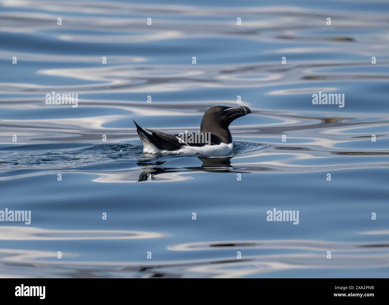 Razorbill (Alca torda) swimming in reflected water, Shiant islands ...