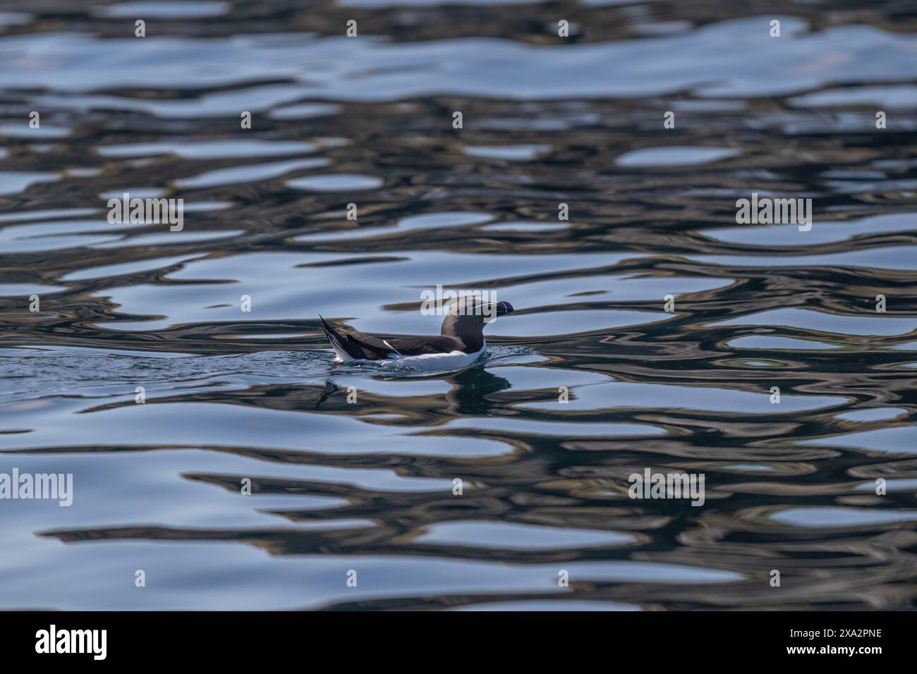 Razorbill (Alca torda) swimming in reflected water, Shiant islands ...