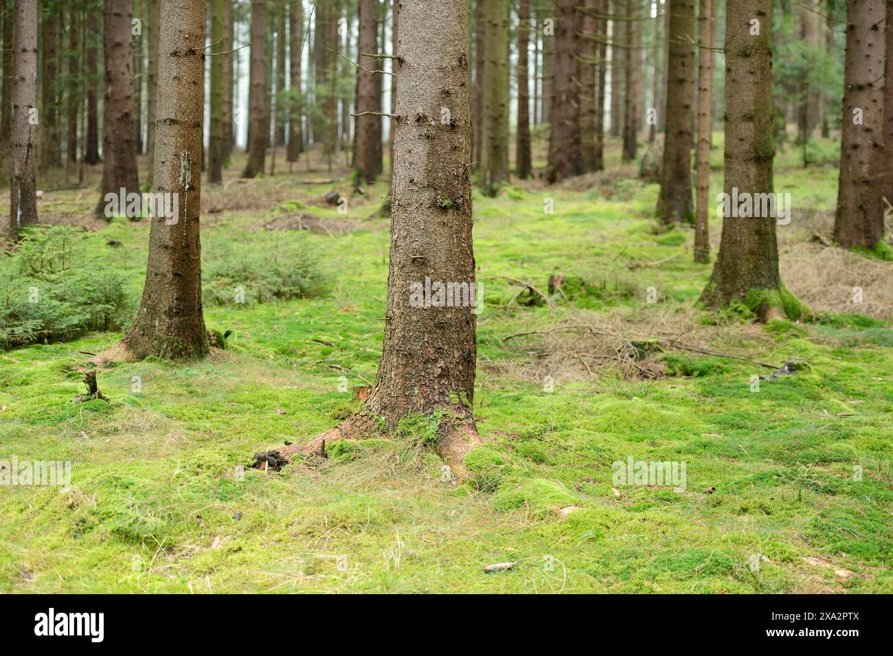 Spruce tree landscape hi-res stock photography and images - Alamy
